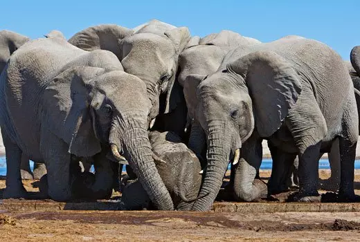 How Male Elephants Bond 6828_18