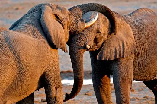 Hoe mannelijke olifanten zich binden 6828_20