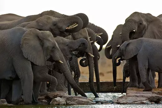 Hoe mannelijke olifanten zich binden 6828_22