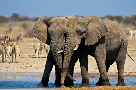 Hoe mannelijke olifanten zich binden 6828_3