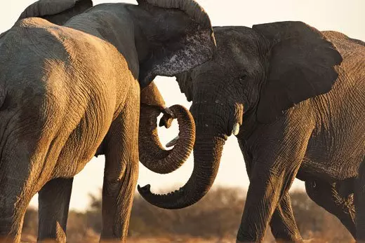 How Male Elephants Bond 6828_4