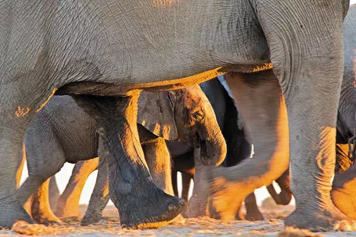 Come si legano gli elefanti maschi 6828_9