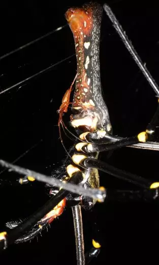 द हंटिंग बिगिन्स: हैलोवीन के लिए समय में खोजी गई विशालकाय मकड़ी
