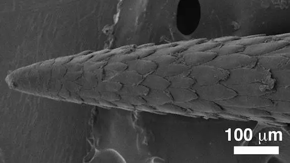Et mikroskopisk bilde av en piggsvinfjærs mothaker