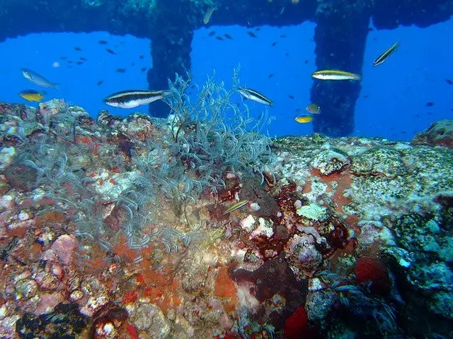 Een rifecosysteem groeit op een booreiland in de Golf van Mexico.