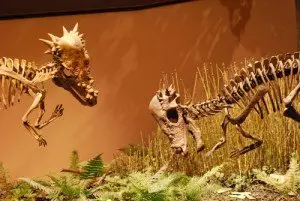 "Luupäiset" dinosaurukset muotoilivat kallonsa uudelleen