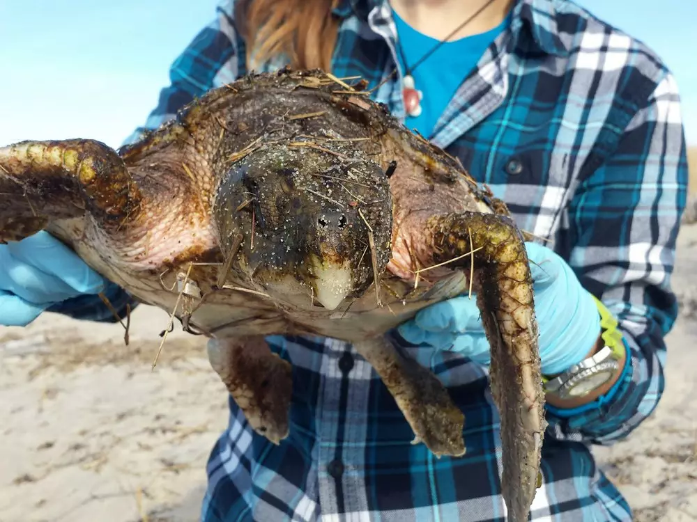 De ce țestoasele marine pe cale de dispariție sunt reci și aparent lipsite de viață pe țărmurile de nord-est?