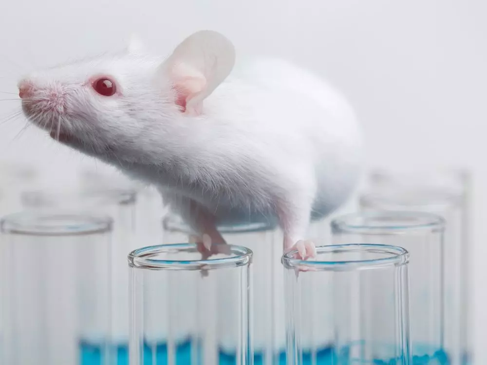 Warga Mengklaim Air Tercemar di Perguruan Tinggi Ivy League Dengan Tikus Lab yang Mati
