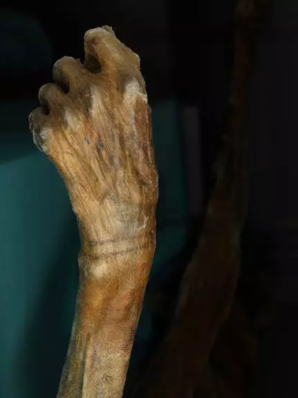 Armbandagtige tatoeëermerk van die 5 300 jaar oue Iceman
