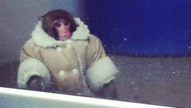 Mono elegante pero ilegal atrapado en Ikea