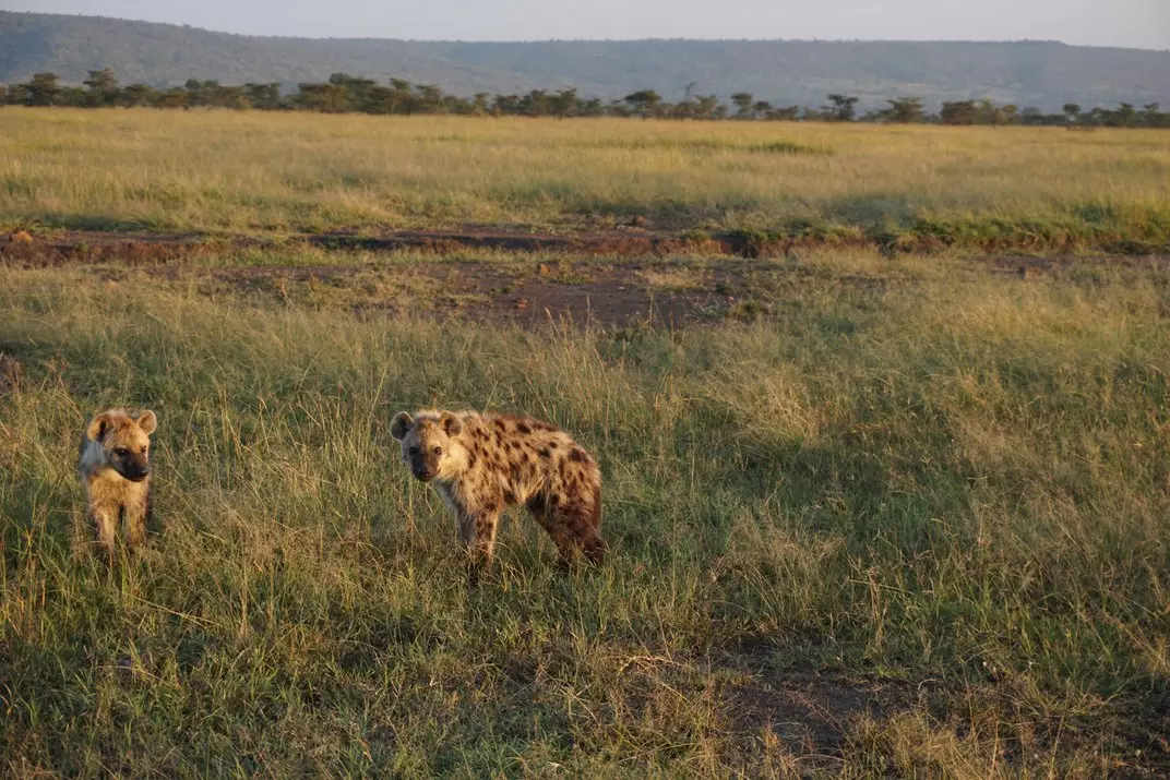 Keniyada azsaylı Qadın Safari Bələdçilərindən Biri ilə Tanışın 6982_10