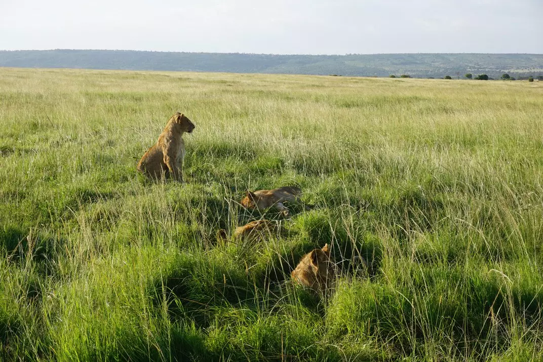 Θηλυκά και έφηβα αρσενικά λιοντάρια, Κένυα