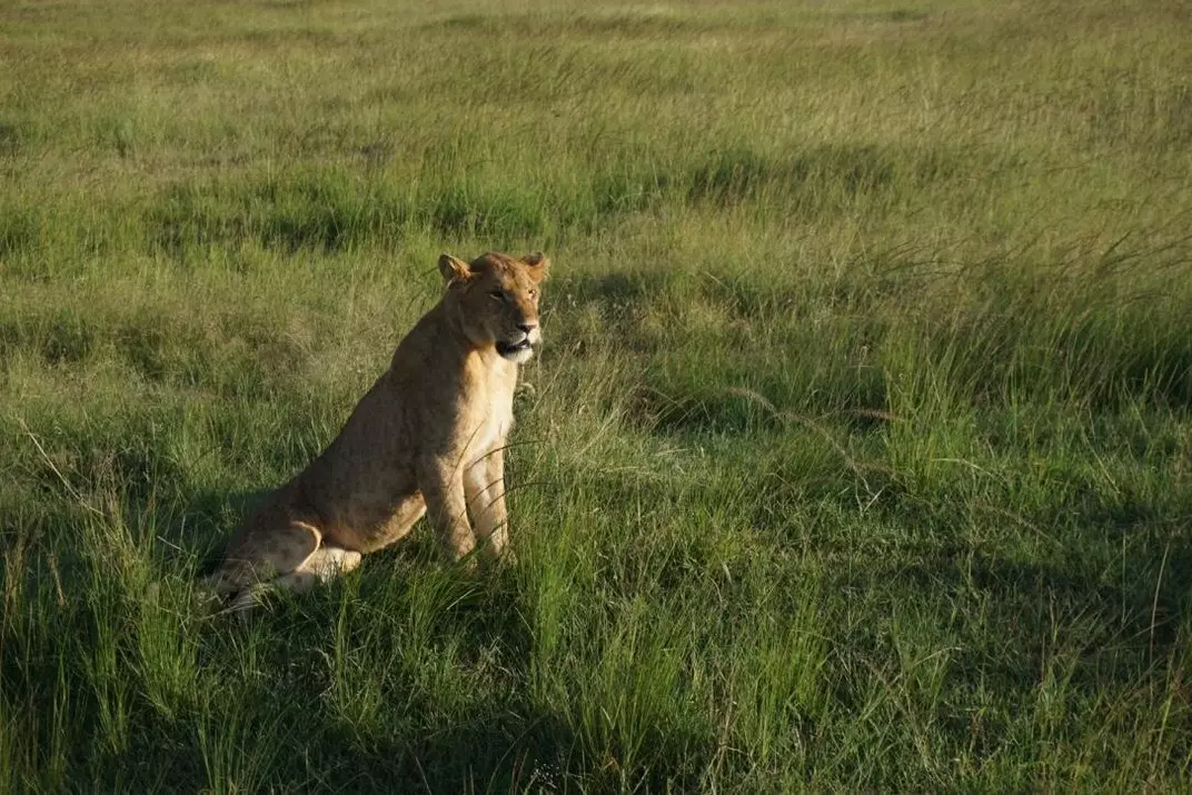 ພົບກັບຫນຶ່ງໃນຄູ່ມື Safari ເພດຍິງຈໍານວນຫນ້ອຍໃນ Kenya 6982_2