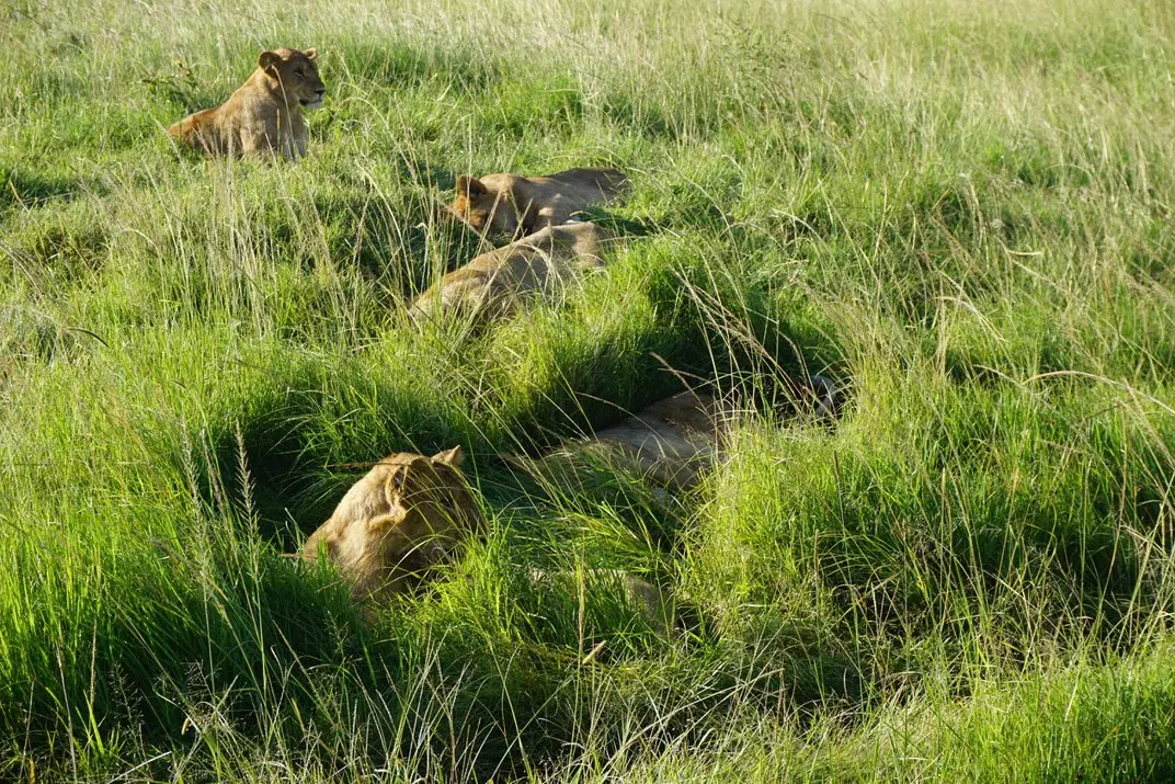 ພົບກັບຫນຶ່ງໃນຄູ່ມື Safari ເພດຍິງຈໍານວນຫນ້ອຍໃນ Kenya 6982_7
