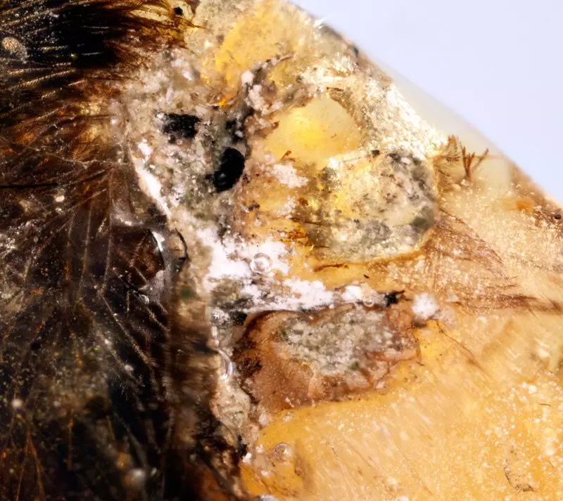 Xyoo no hauv Ancient Amber: Prehistoric Feathers, Mushrooms, Lizards thiab Ntau 6998_8