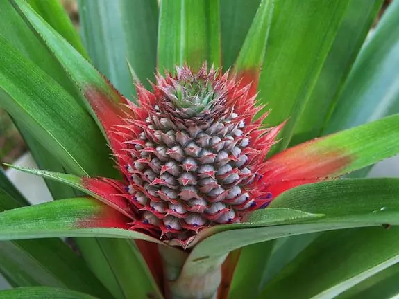 Teadlased lõid kogemata Pina Colada ananassi, mis maitseb nagu kookospähkel