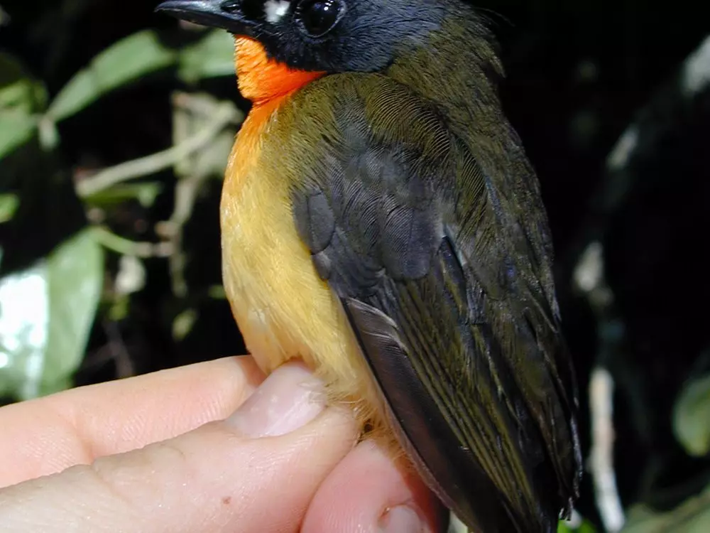 Forskere finner en annen art av Forest Robin
