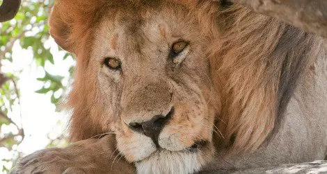 Τα λιοντάρια εξαφανίζονται από την Αφρική