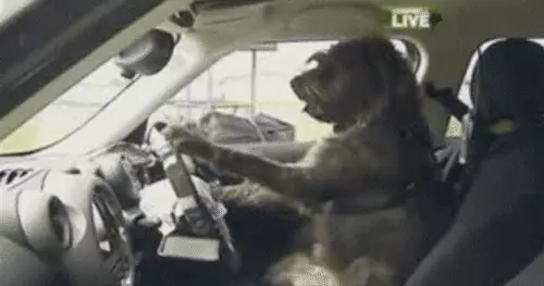 ニュージーランドでは、犬は車の運転方法を教えられています