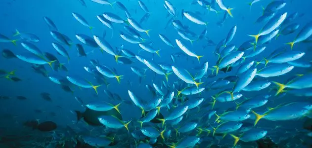 Os nosos océanos en perigo: vitoria no mar