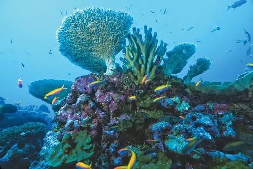 Нашите застрашени океани: Победа в морето 7275_24
