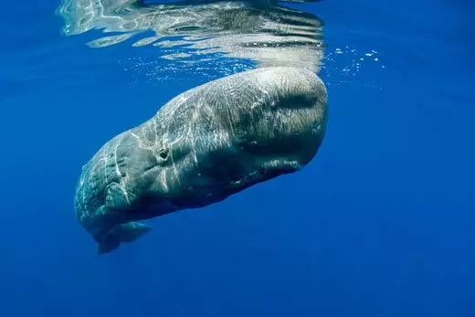 Нашите застрашени океани: Победа в морето 7275_5