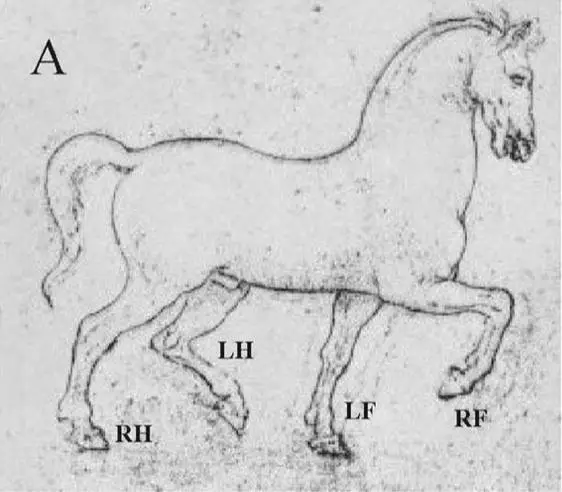 En aquest dibuix, fins i tot Leonardo da Vinci dibuixa la seqüència de la marxa d'un cavall d'una manera poc realista.