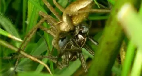 Nursery web spiders