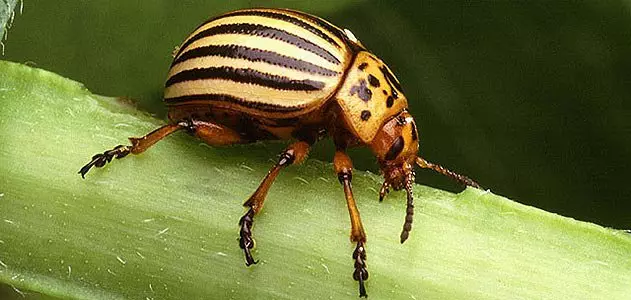 Kumbang Paling Berbahaya di Negara ini