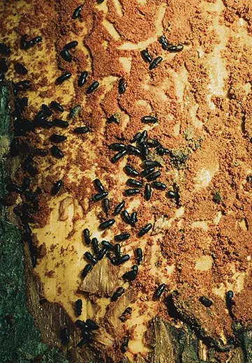 Kumbang kulit pinus Goldenhaired