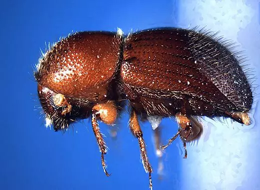 Beetle ambrosia granuluar