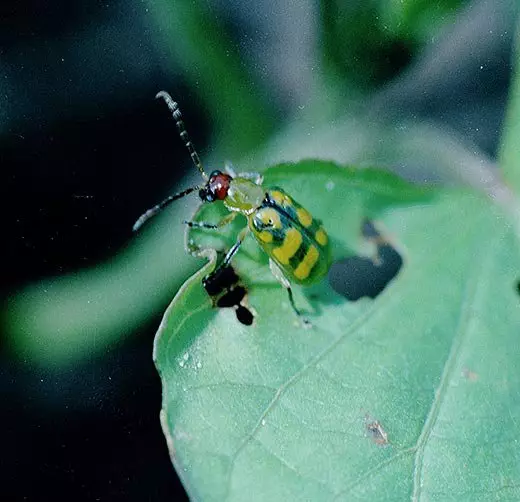 Banded likomkomere beetle