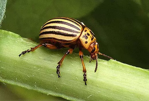 Colorado litapole beetle