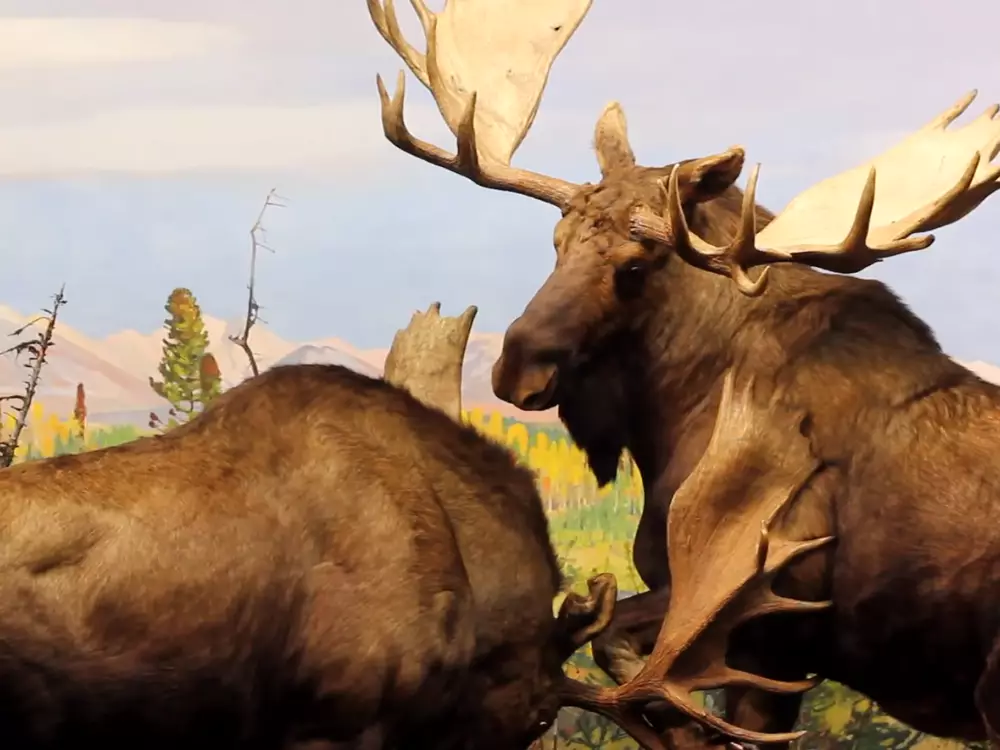 Mengapa Moose Bertarung Begitu Banyak?