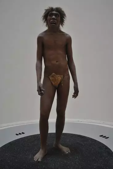 En rekonstruksjon av Homo erectus, den første hominiden som nådde en moderne høyde.