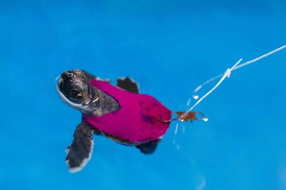 كيف يمكن أن تساعد صغار السلاحف البحرية على المطاحن الباحثين على فهم بقاء السلاحف البرية