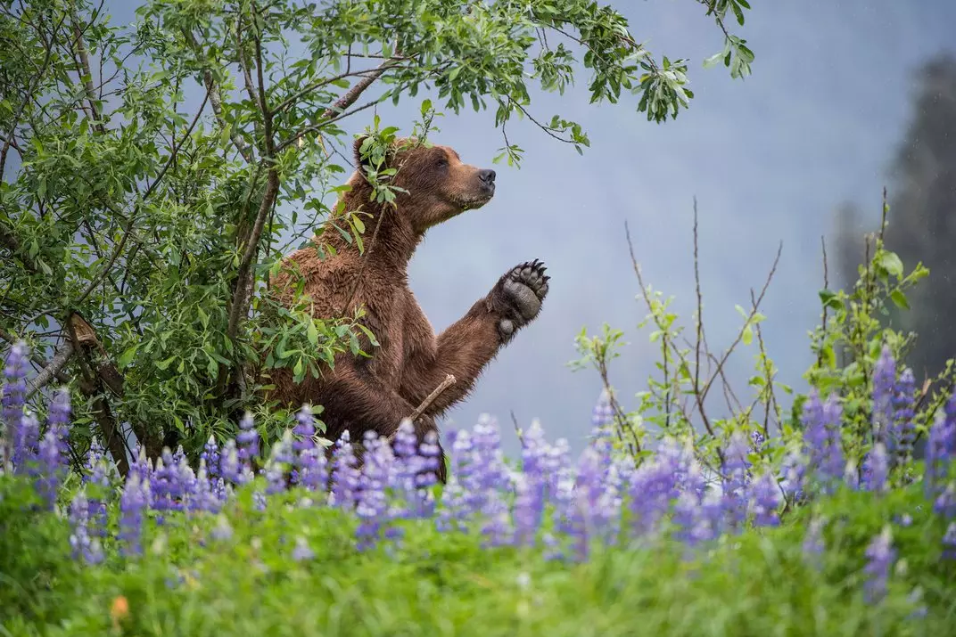 En undervoksen grizzlybjørn