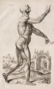 Renesanses mākslas anatomija