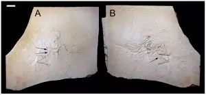 20110520083152มิวนิค-archaeopteryx-slabs-300x139.jpg