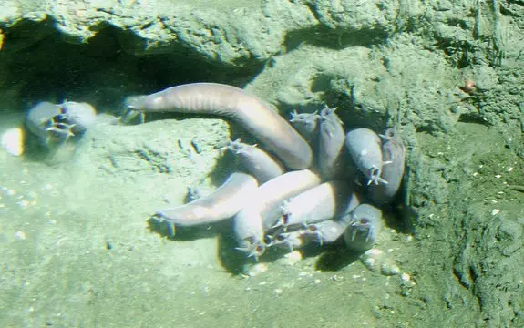 Skupina hagfish visí na podlahe Pacifiku.