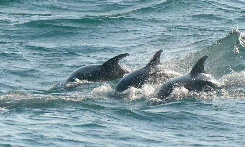 Inglismaal on oma delfiinide kaun