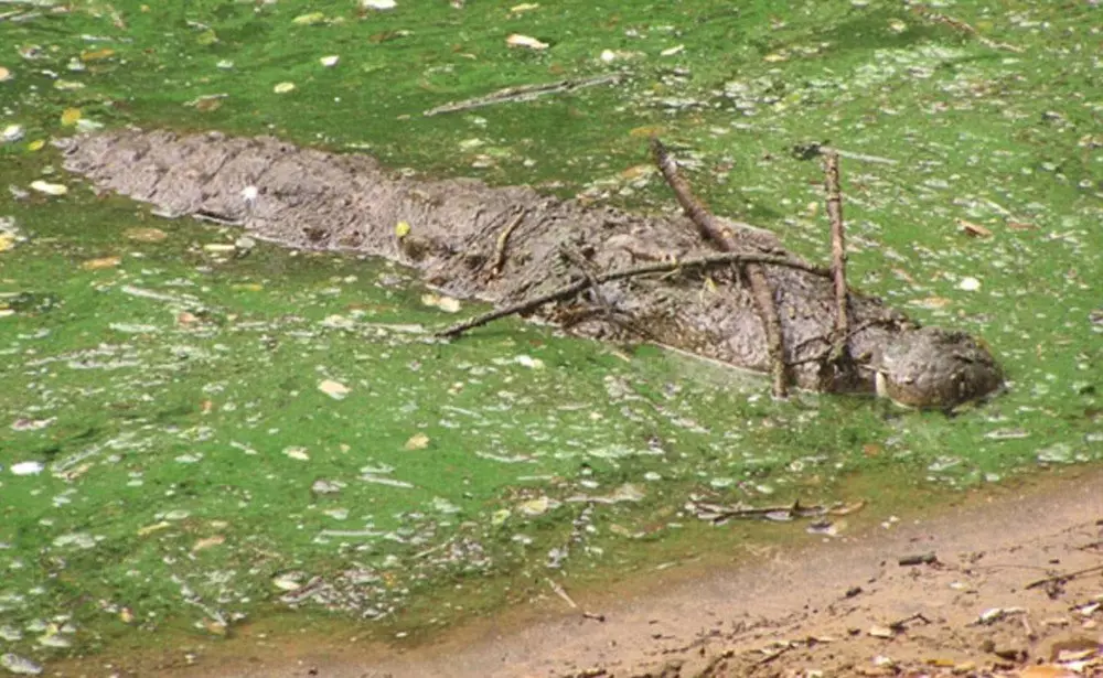 Krokodillid hoiavad oksi pähe, et meelitada pesa ehitavaid linde