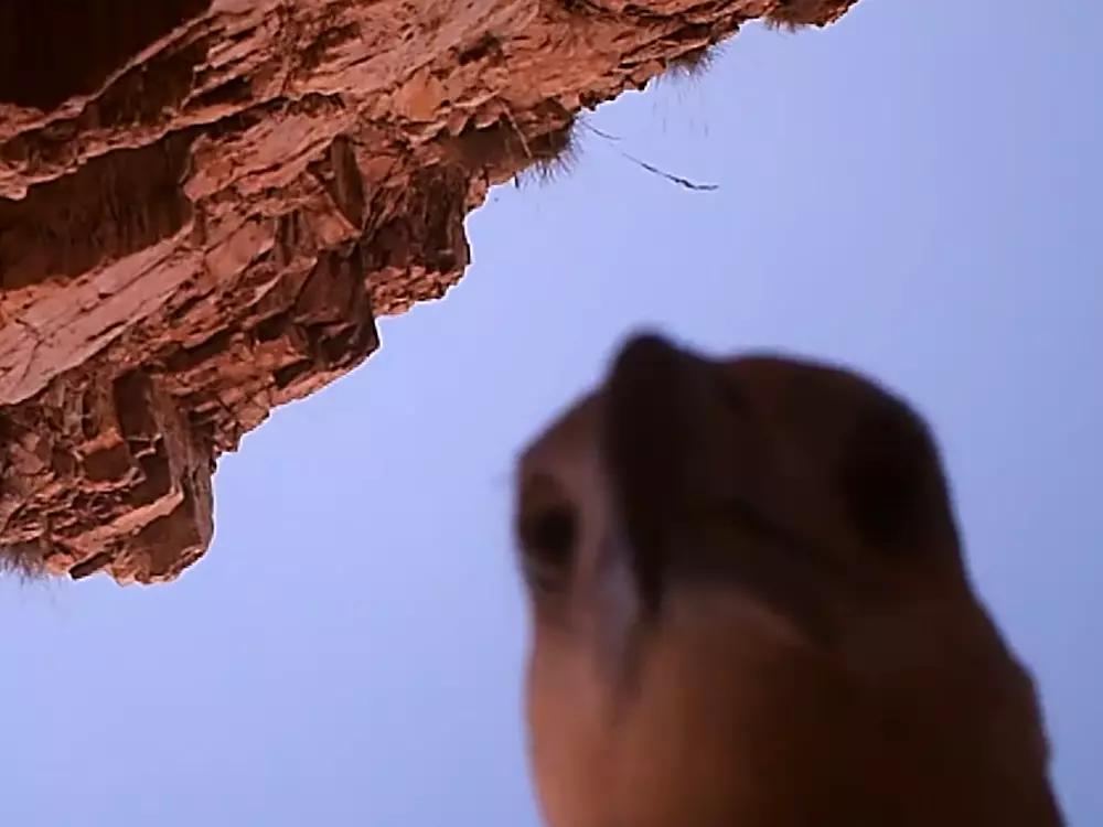 這只好奇的老鷹偷了一台攝像機並拍攝了它的鳥瞰世界