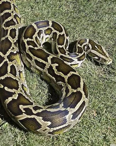 Cinque serpenti giganti di cui dovremmo preoccuparci 7584_3