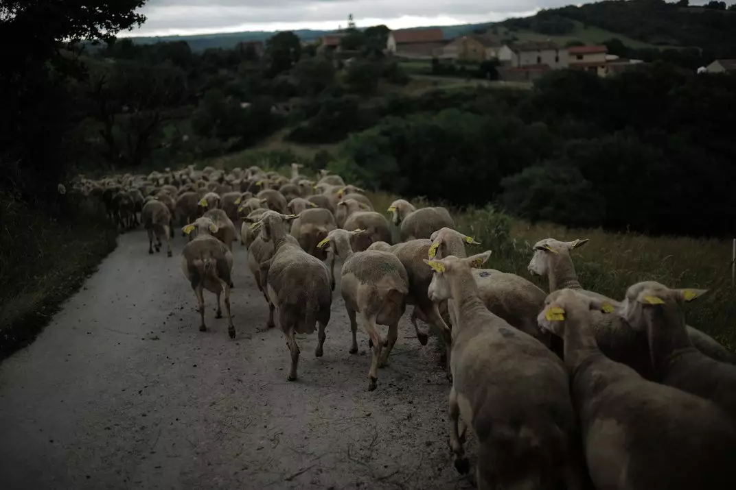 Lacaune tõug lambaid