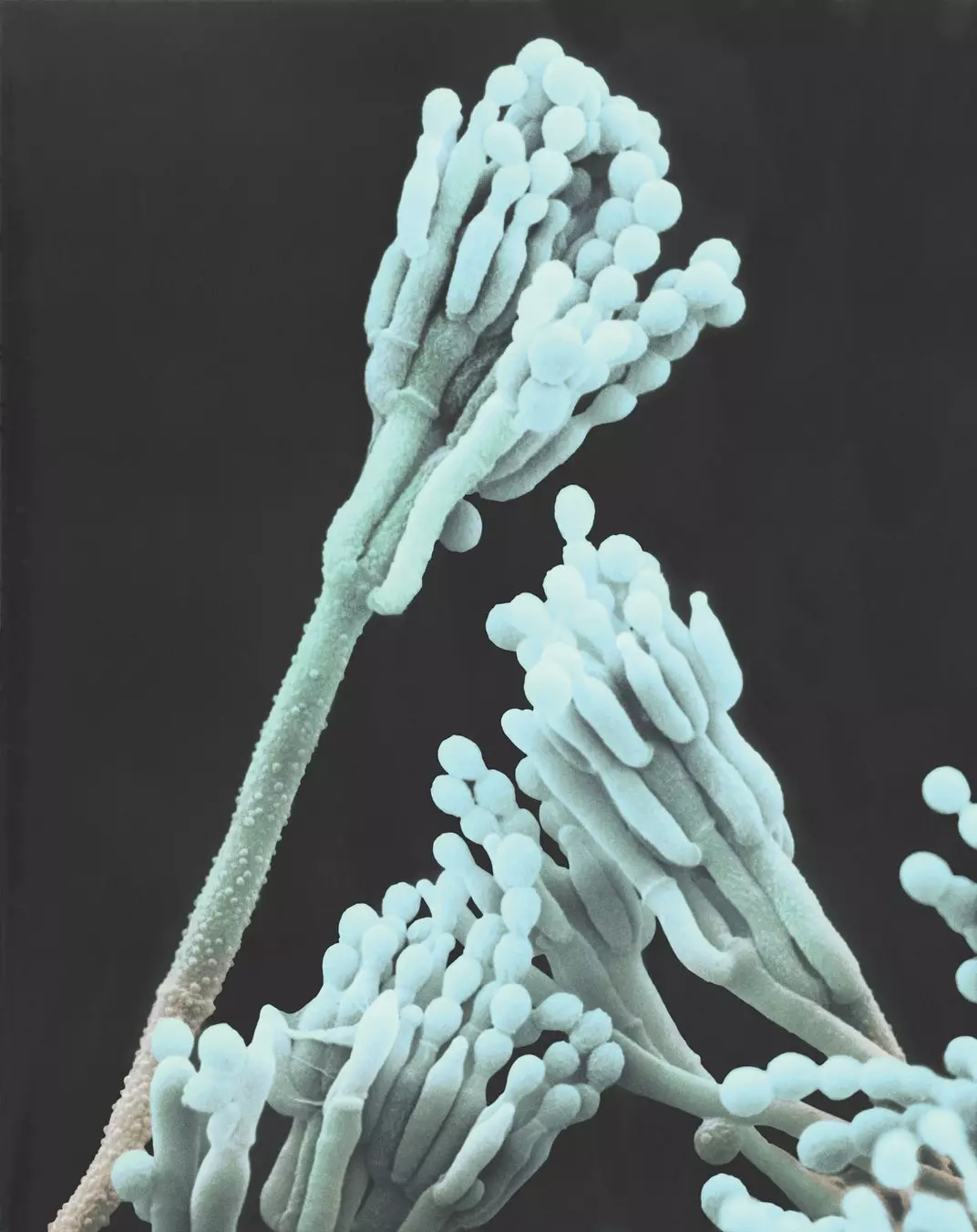 Acuan keju kulat (Penicillium roqueforti)