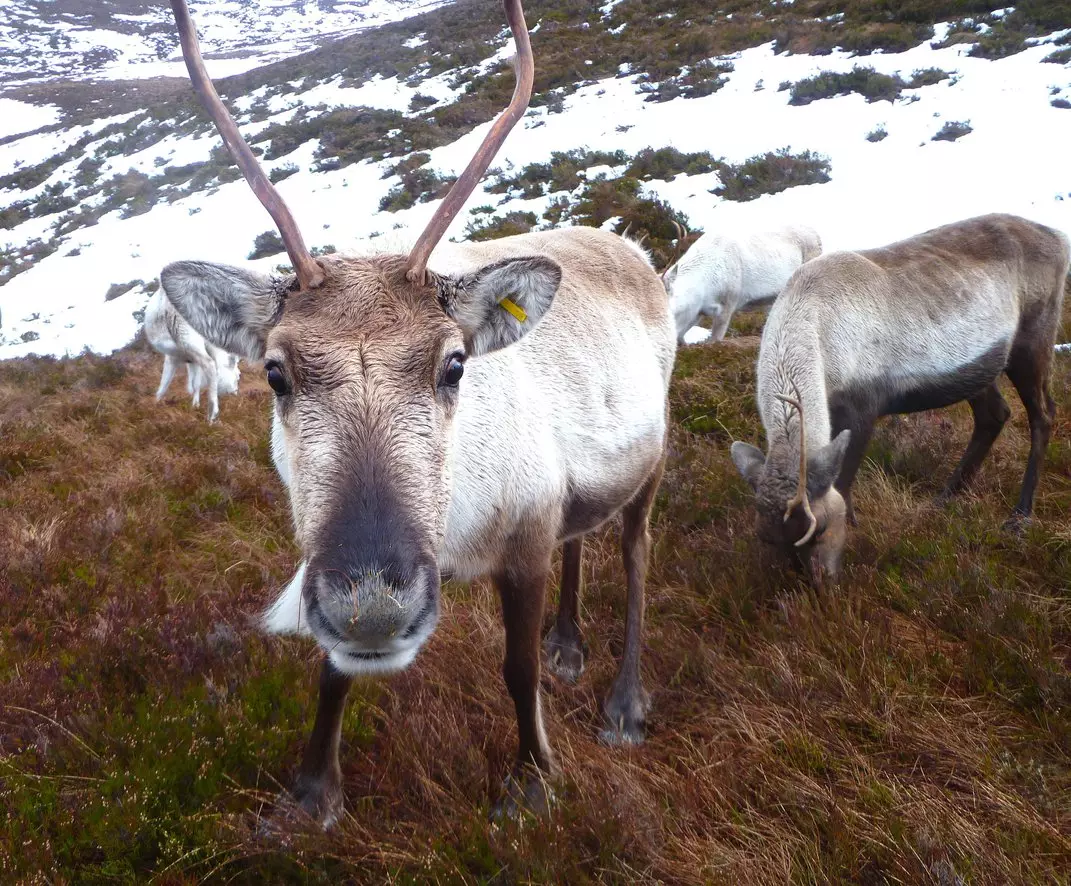 Reindeer usil deukeut salju