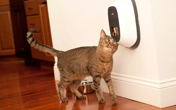 This Device Lets People Video Chat With Their Pets 7627_2