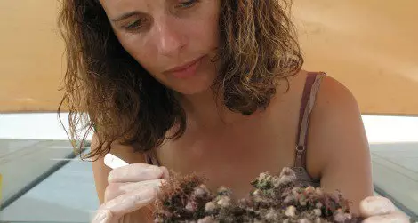 Laetitia Plaisance traži rakove u komadu mrtvog koralja.
