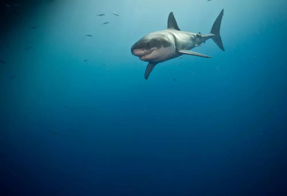 Guadalupský biely žralok